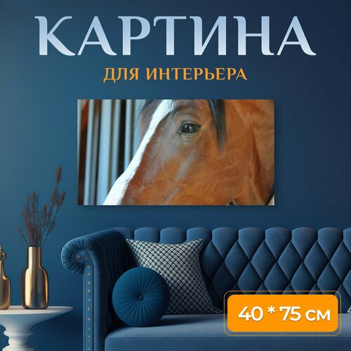 Картина на холсте "Лошадь, стабильный, голова" на подрамнике 75х40 см. для интерьера