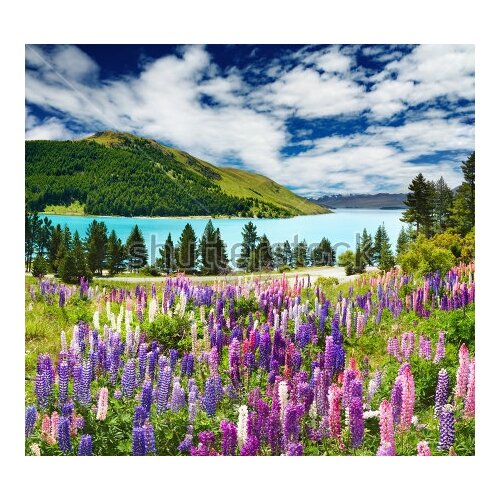 Постер на холсте Прекрасный пейзаж с цветущими люпинами, озером, горными лесами и просторным небом с облаками в Новой Зеландии 33см. x 30см.