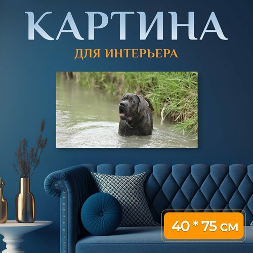 Картина на холсте "Собака, кане корсо, животные" на подрамнике 75х40 см. для интерьера