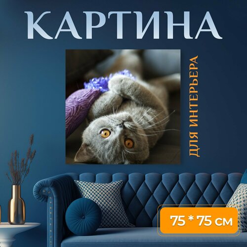 Картина на холсте "Кошка, британская короткошерстная кошка, домашний питомец" на подрамнике 75х75 см. для интерьера