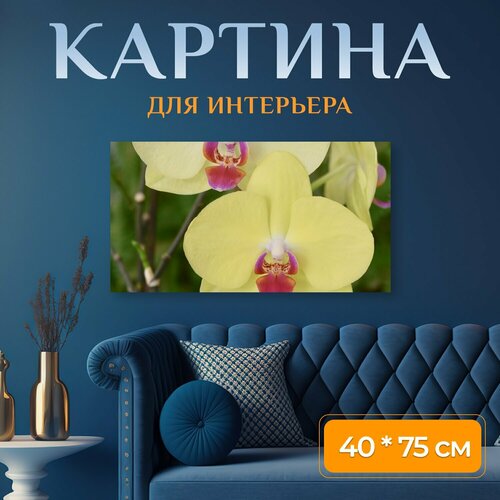 Картина на холсте "Орхидеи, цветы, завод" на подрамнике 75х40 см. для интерьера