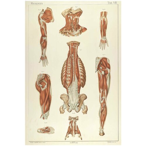 Постер / Плакат / Картина Анатомия - Строение корпуса и мышц человека 60х90 см в подарочном тубусе