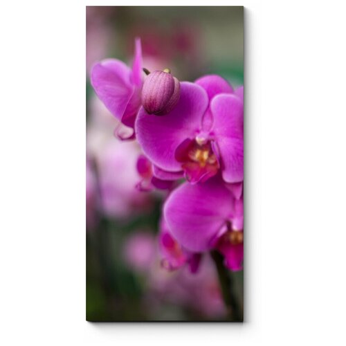 Модульная картина Прекрасные и нежные орхидеи 40x80