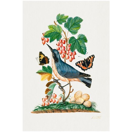Постер / Плакат / Картина Бабочки - Бабочки и птица 60х90 см в подарочном тубусе
