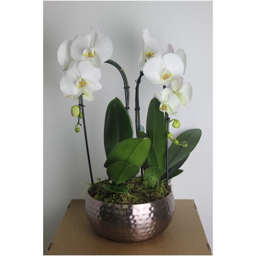 Две белые орхидеи каскад в металлическом кашпо