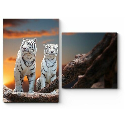 Модульная картина Два белых тигра на закате 40x30