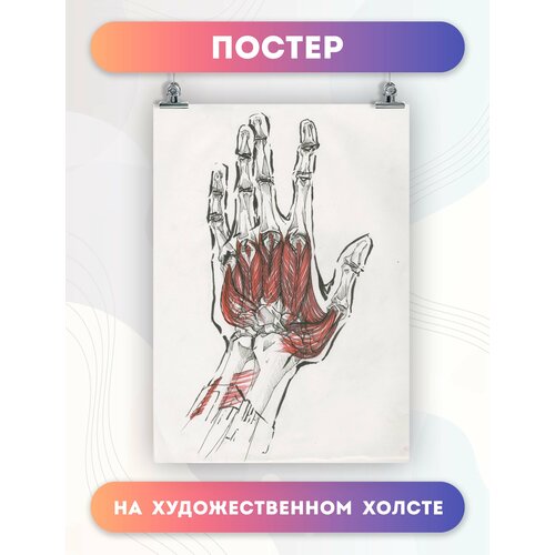 Постер на холсте анатомия кисти рук биология 50х70 см