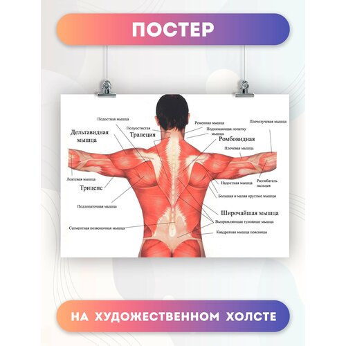 Постер на холсте анатомия мышц биология больница (2) 30х40 см