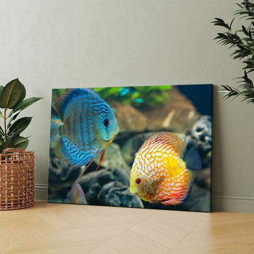Картина на холсте (Пара рыбок плавает в аквариуме) 50x70 см. Интерьерная, на стену.