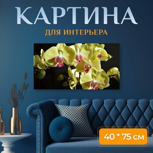 Картина на холсте "Цветок, орхидея, лепесток" на подрамнике 75х40 см. для интерьера