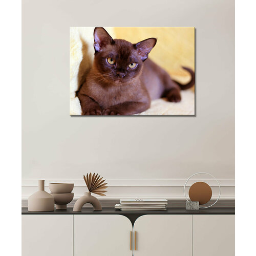 Картина - кошка, бурманская кошка, кот, тёмная кошка, ласковая кошка (43) 30х40