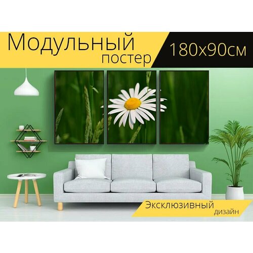 Модульный постер "Воловья маргаритка, цветок, завод" 180 x 90 см. для интерьера