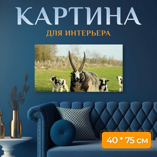 Картина на холсте "Шерсть, овец, рога" на подрамнике 75х40 см. для интерьера