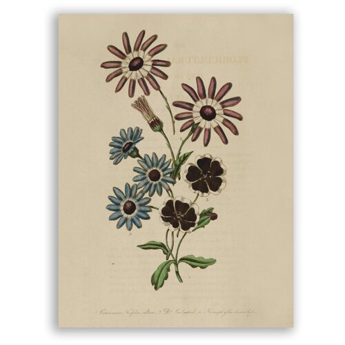Гравюра Постер на бумаге / Achimenes Grandiflora, Echites Atropurpurea