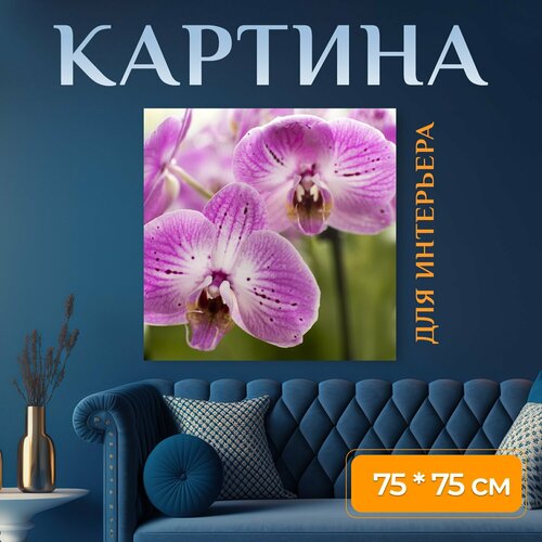 Картина на холсте "Орхидеи пурпурная моль, цветы, растения" на подрамнике 75х75 см. для интерьера