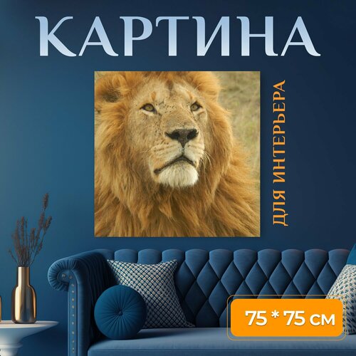 Картина на холсте "Лев, африке, дикий кот" на подрамнике 75х75 см. для интерьера