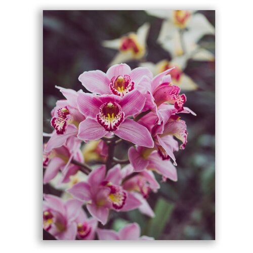 Гравюра Постер на бумаге / Orchid / Орхидеи