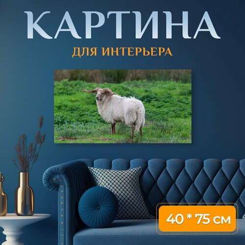 Картина на холсте "Одну овцу, животное, природа" на подрамнике 75х40 см. для интерьера