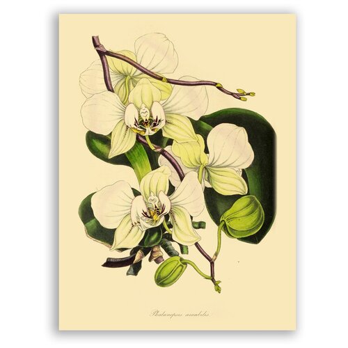 Гравюра Постер на бумаге / Phalaenopsis Am Abilis