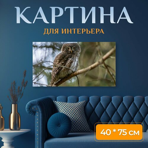 Картина на холсте "Евразийская карликовая сова, сова, птица" на подрамнике 75х40 см. для интерьера