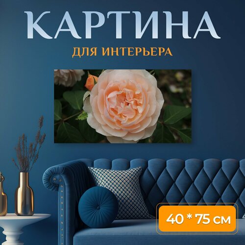 Картина на холсте "Роза, цветок, персик" на подрамнике 75х40 см. для интерьера