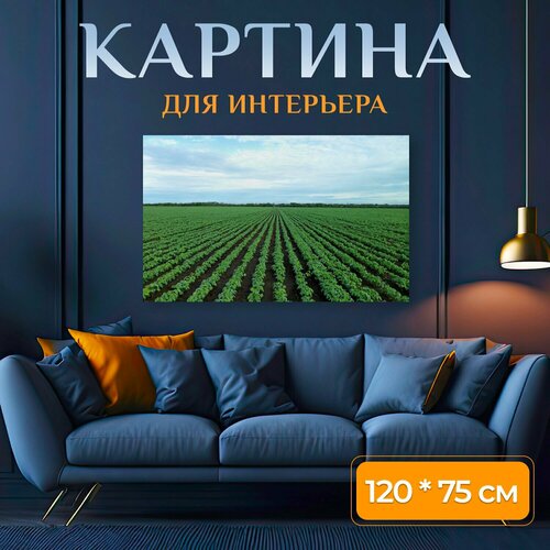 Картина на холсте "Соевые бобы, земледелие, поле" на подрамнике 120х75 см. для интерьера