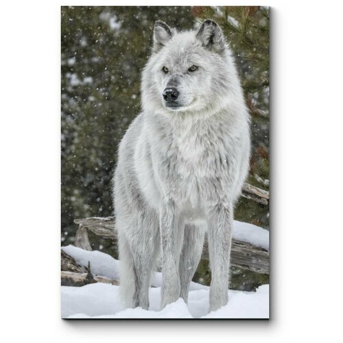 Модульная картина Серый волк 20x30