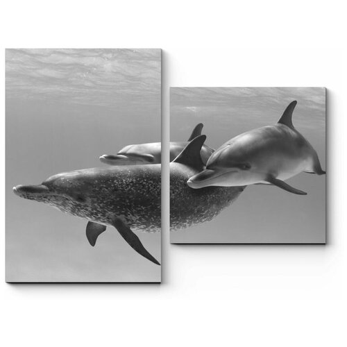 Модульная картина Трио пятнистых дельфинов50x38