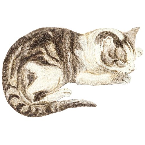 Постер / Плакат / Картина Разношерстная кошка 40х50 см в подарочном тубусе