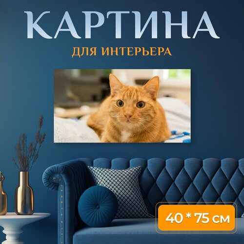 Картина на холсте "Кот, домашняя кошка, красный" на подрамнике 75х40 см. для интерьера