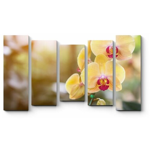 Модульная картина Чарующая орхидея 160x96