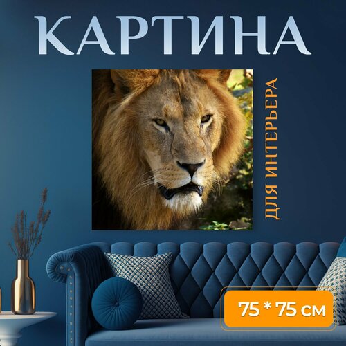 Картина на холсте "Лев, хищник, опасный" на подрамнике 75х75 см. для интерьера