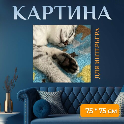 Картина на холсте "Спящая кошка, кошачьи лапы" на подрамнике 75х75 см. для интерьера