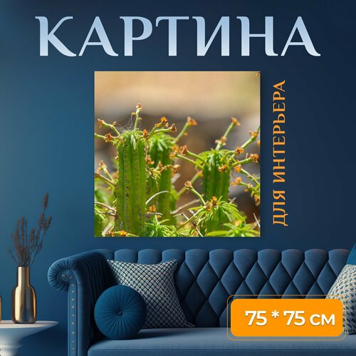 Картина на холсте "Кактус, зеленый, завод" на подрамнике 75х75 см. для интерьера