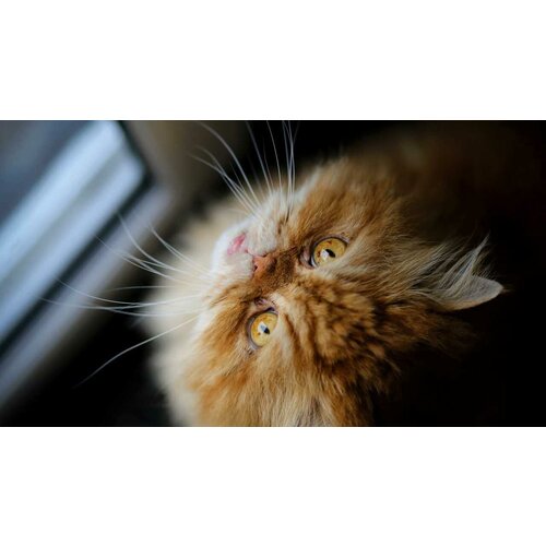 Картина на холсте 60x110 LinxOne "Кошка мордочка взгляд усы" интерьерная для дома / на стену / на кухню / с подрамником