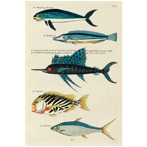 Постер / Плакат / Картина Рыбы - Разновидность морских хищников 40х50 см в подарочном тубусе