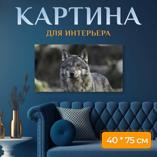 Картина на холсте "Волк, мех, серый" на подрамнике 75х40 см. для интерьера