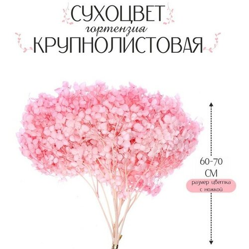 Сухоцвет «Гортензия крупнолистовая», тёмно розовый, 1 веточка 50 - 70 см в упаковке