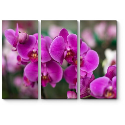 Модульная картина Прекрасные и нежные орхидеи 70x50