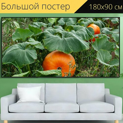 Большой постер "Тыква, овощ, овощной сад" 180 x 90 см. для интерьера