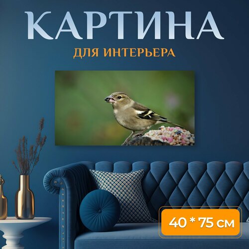 Картина на холсте "Птица, зяблик, оперение" на подрамнике 75х40 см. для интерьера