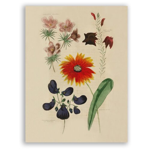 Гравюра Постер на бумаге / Leptosiphon Densiflorus, Galardia Picta, Calceolaria Purpurea, Lechenaultia Baxterii