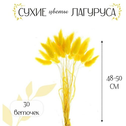 Сухие цветы лагуруса, набор 30 шт, цвет жёлтый