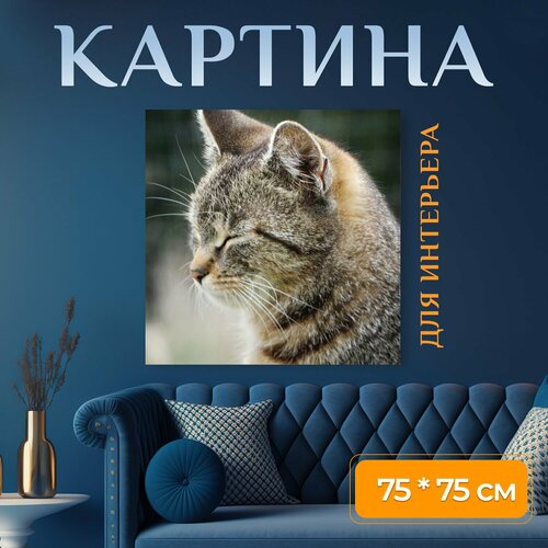 Картина на холсте "Кот, котенок, животные" на подрамнике 75х75 см. для интерьера