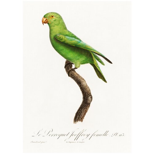 Плакат, постер на холсте Краснощекий попугай. Размер 42 х 60 см