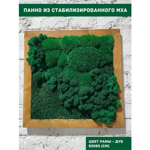 Панно из стабилизированно мха GardenGo в рамке цвета дуб, 50х50 см, цвет мха зеленый