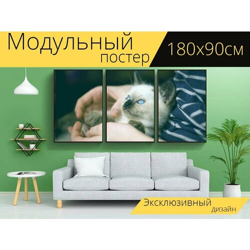 Модульный постер "Котенок, тайская кошка, тайский кот" 180 x 90 см. для интерьера