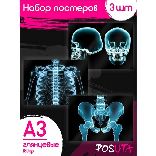 Постеры анатомия человека мышцы Плакаты для медиков