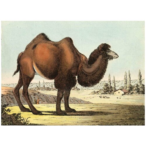 Постер / Плакат / Картина Двугорбый азиатский верблюд 60х90 см в раме