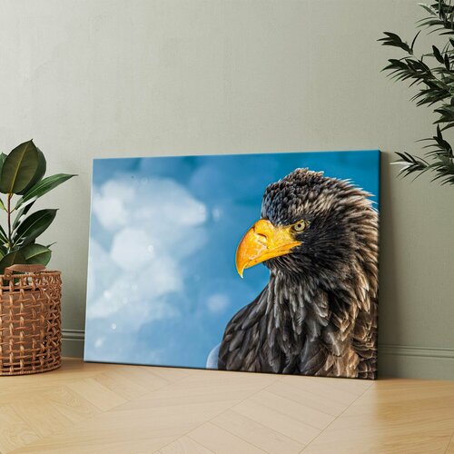 Картина на холсте (Орлан птица, белоплечий, клюв, взгляд хищника) 60x80 см. Интерьерная, на стену.